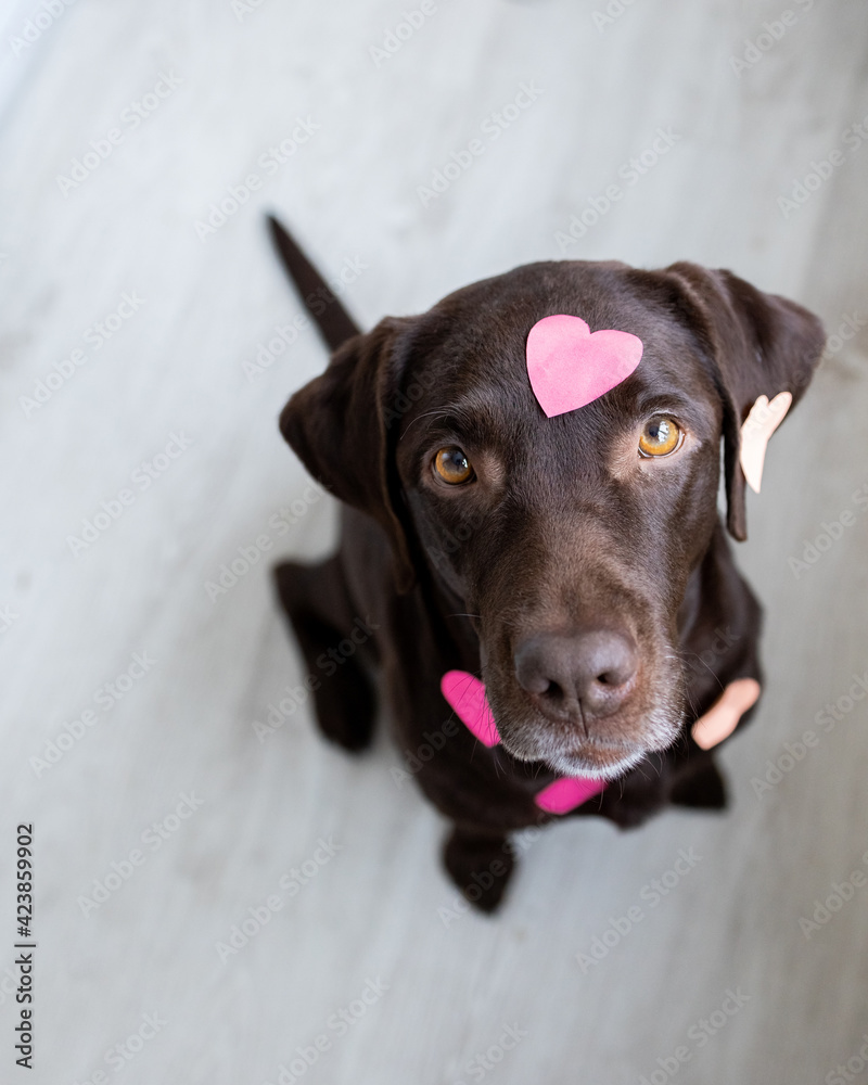 Labrador retriever dog with pink heart stickers on the body, a holiday ...