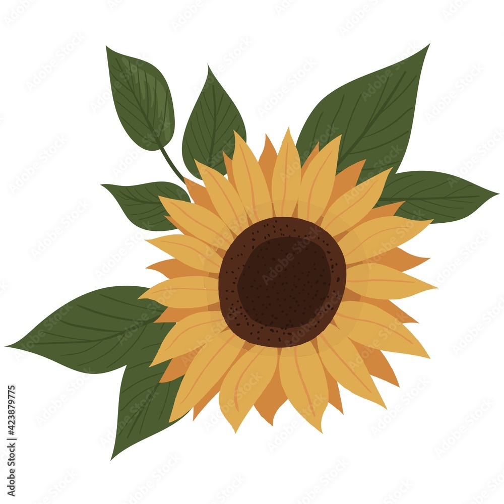 Sunflower. Sunflower flower and leaves. Botanical element. Vector ...