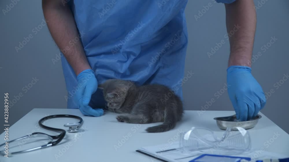 Veterinary service in clinic. Veterinarian examining small cat with ...