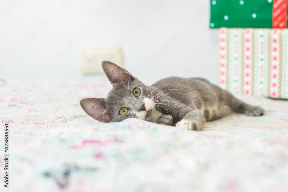 gato echado en cama Stock Photo | Adobe Stock