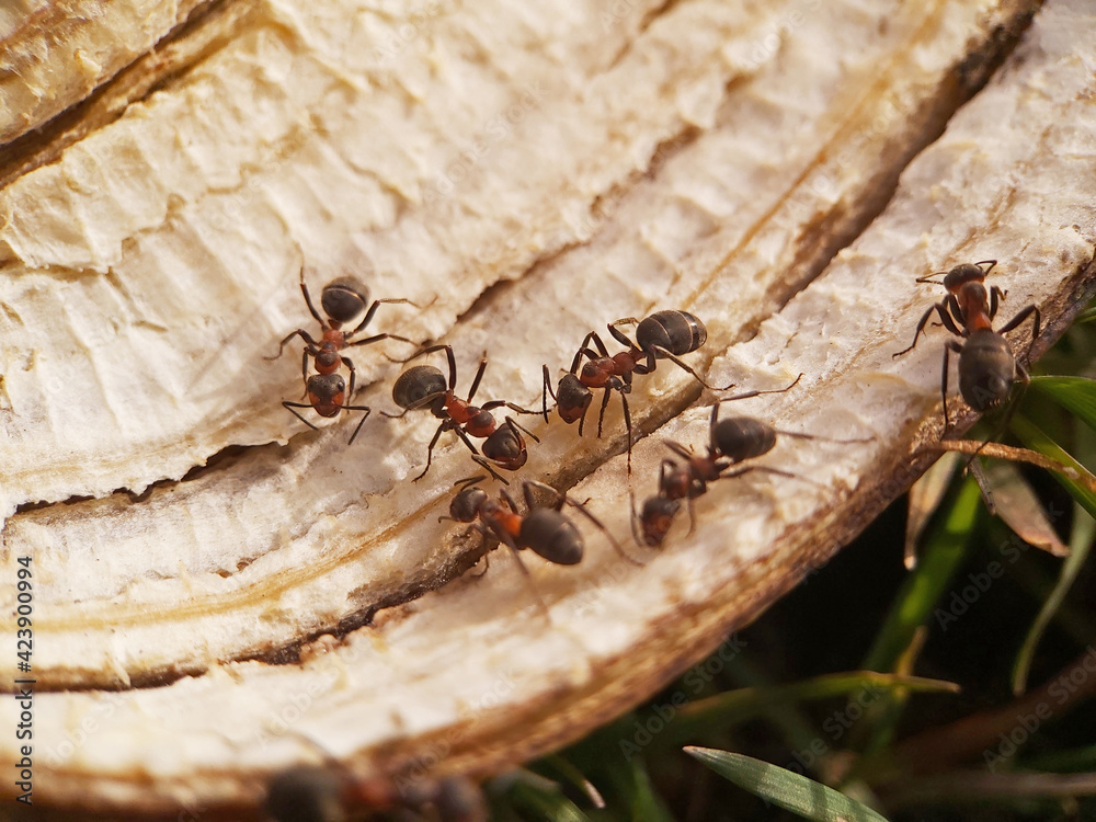 Large forest ants feed on a banana peel Stock Photo | Adobe Stock