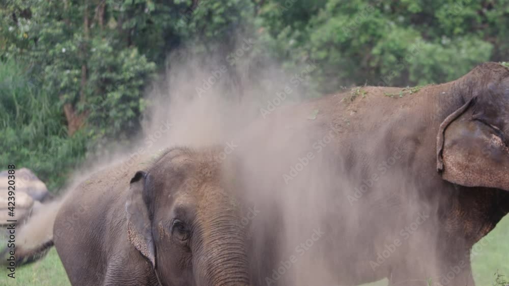 Vidéo Stock Elephant using its trunk to spray dirt over its body helps ...