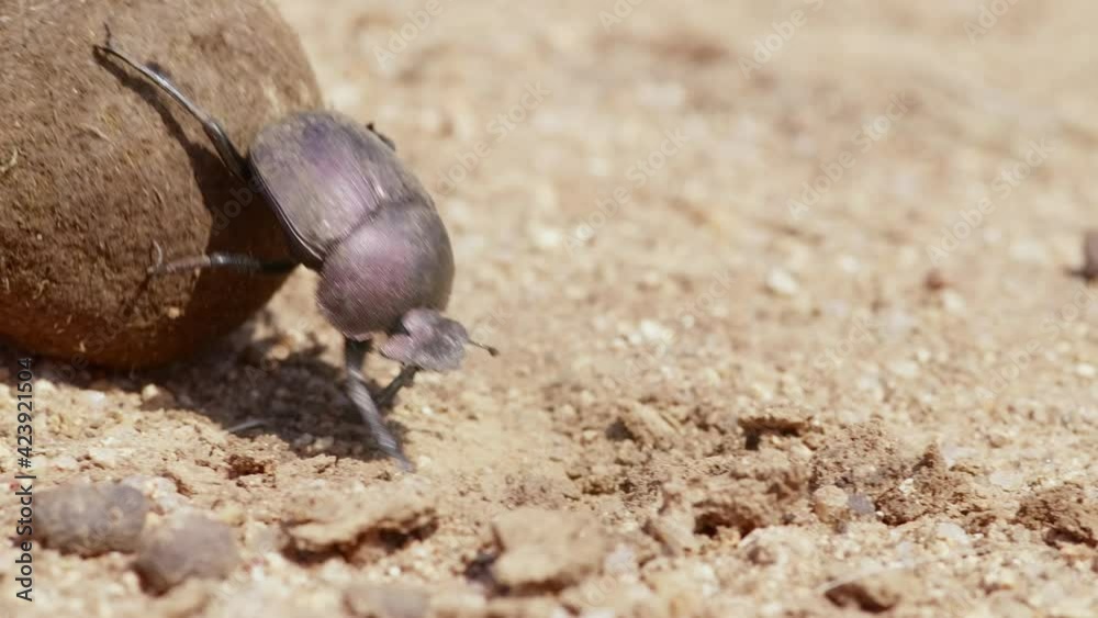 Beautiful closeup of a male Dung Beetles rolling his dung ball with the ...