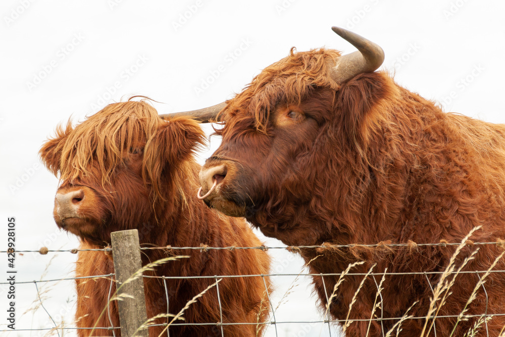 Pair of Highland Cattle, Male and Female, on an overcast day in ...