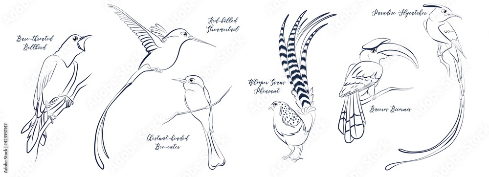 Tropical stylised birds lineart sketch set. Whooper swans pheasant ...