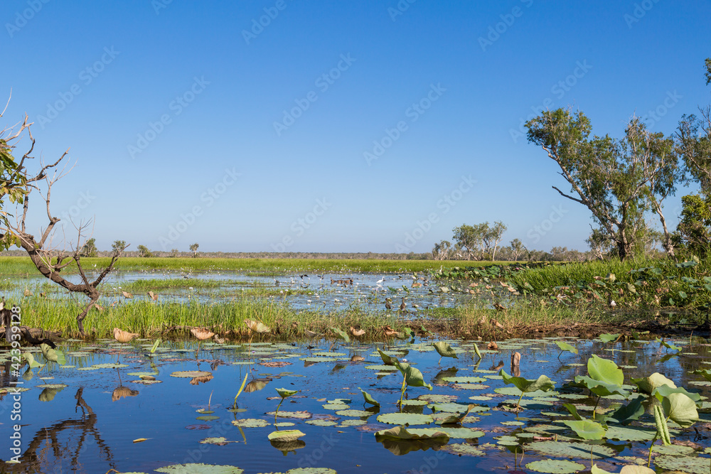 Australian Billabong, wetland in the Northern Territory Stock Photo ...