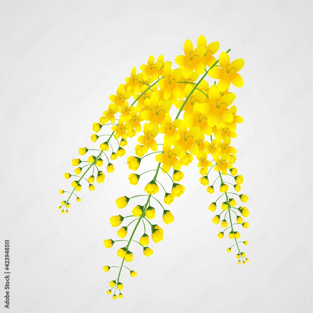 kerala traditional flower kanikonna isolated with white background ...