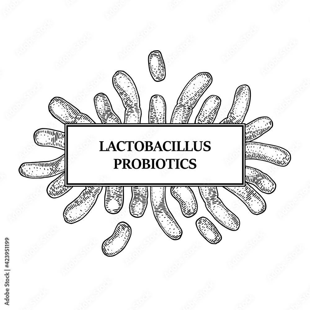 Hand drawn probiotic lactobacillus bacteria frame. Design for packaging ...