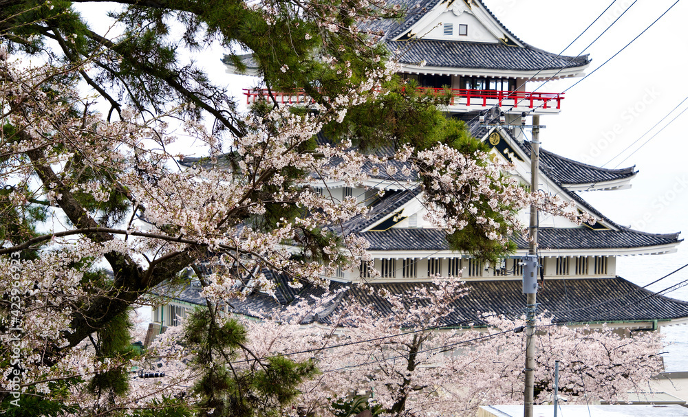Atami castle and Sakura tree in Japan. Stock Photo | Adobe Stock Atami castle and Sakura tree in Japan. Stock Photo | Adobe Stock