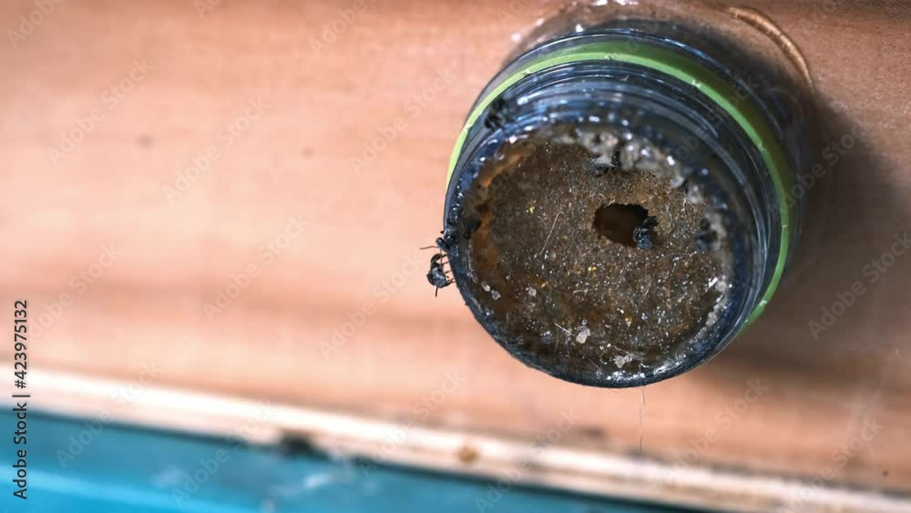 stingless bee flying. Meliponines Nest Stingless bees,or called ...