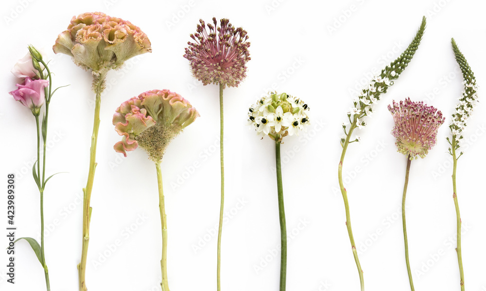 beautiful different types of single flowers in soft colors, on white ...