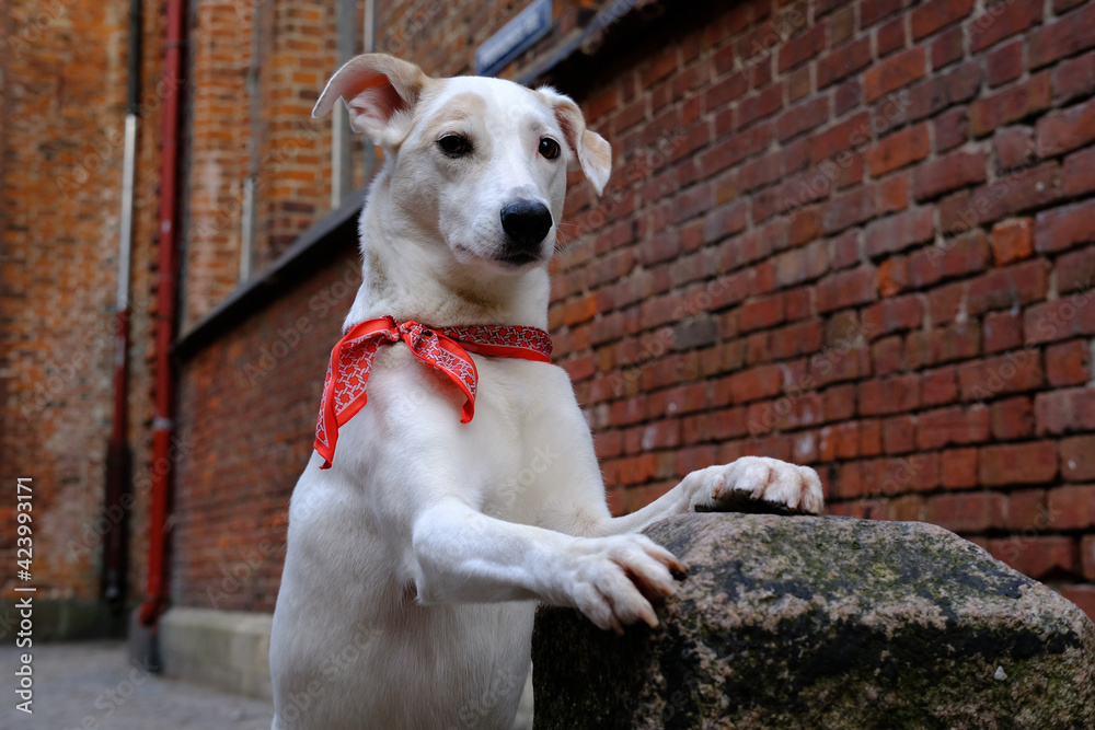 A white mongrel dog with a colored neckerchief stands on its hind legs ...