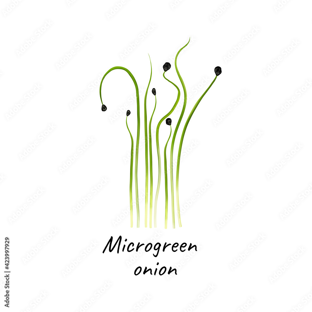 Young microgreen onion sprouts, onion microgreen growing, young green ...