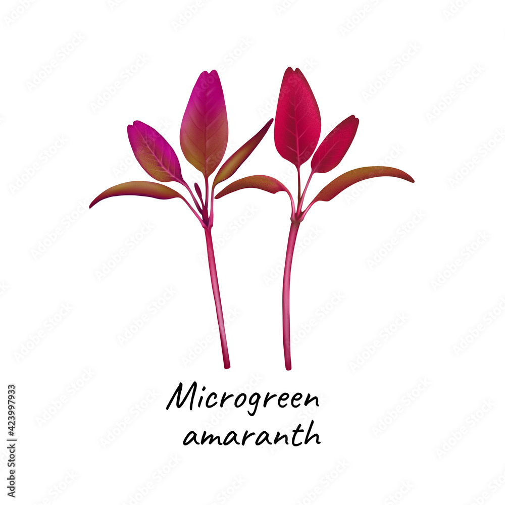 Young microgreen amaranth sprouts, amaranth microgreen growing, young ...