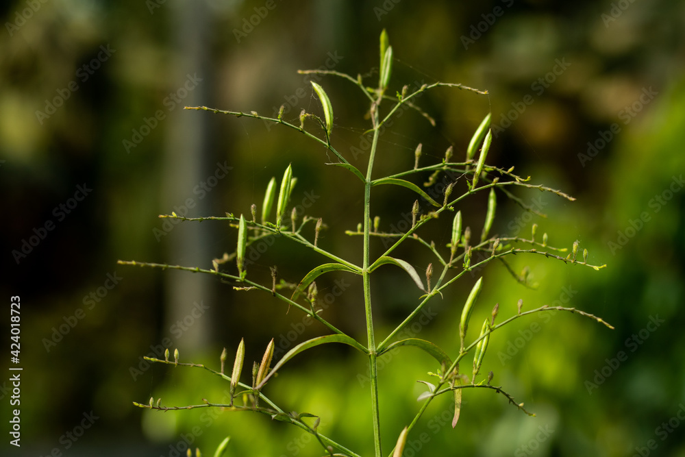 Tulsi or holy basil flowering plant of the mint family of Lamiaceae ...