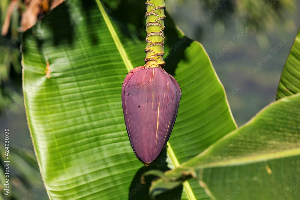 French Plantain flower Stock Photo | Adobe Stock