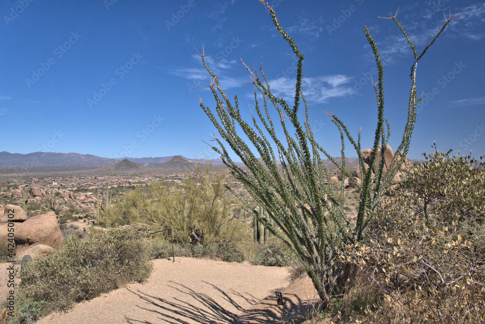 Ocotillo (Fouquieria splendens) are one of easiest plants to identify ...