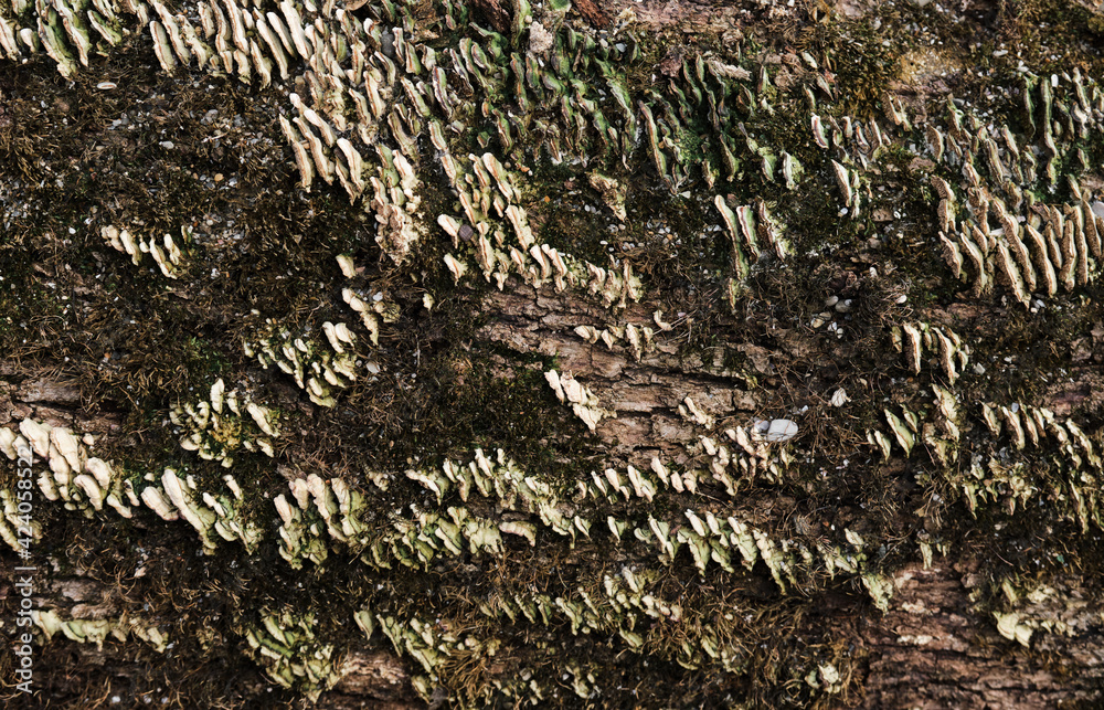 Log close up, sawn tree side view of sharp parts of felled log. Wood ...