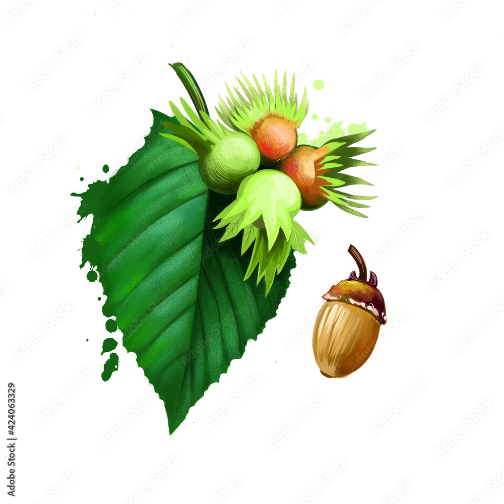 Acorn and corylus americana, the American Hazelnut, is a species of ...