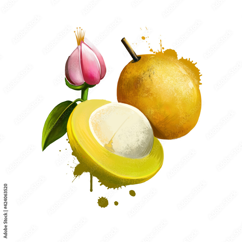 Ilustração do Stock: Amazonic traditional fruit bacuri. Platonia ...
