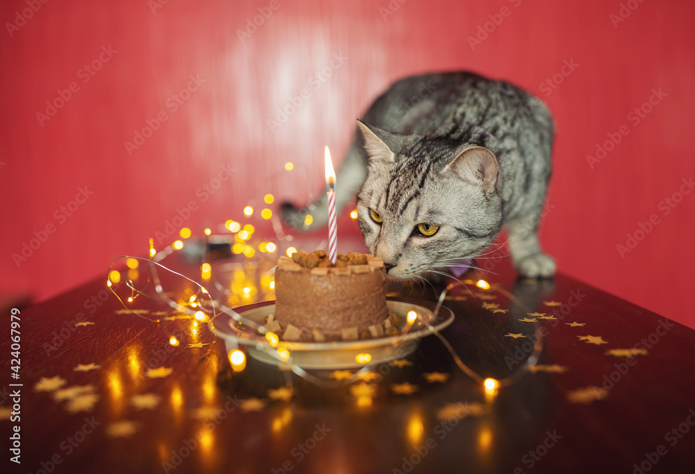 Funny cat and birthday cake with candle. Cat celebrating birthday and ...