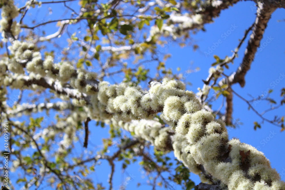 Flower covered branches of the Brazilian grape tree or Jaboticaba ...