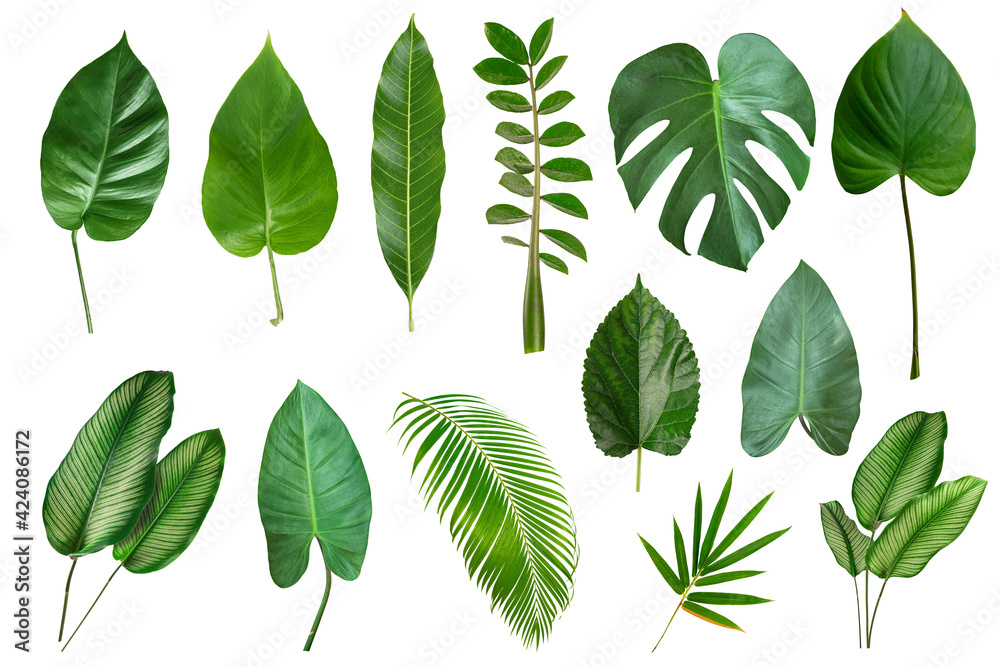 Set of Tropical leaves isolated on white background. Stock Photo ...