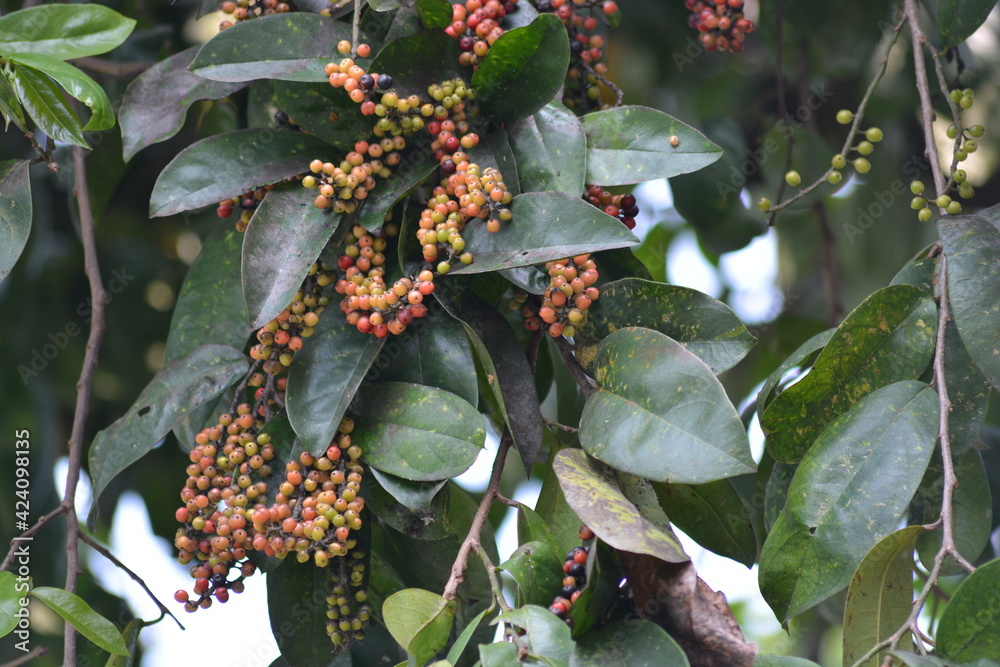 Antidesma bunius, locally known as Buni or Bignay is a species of fruit ...