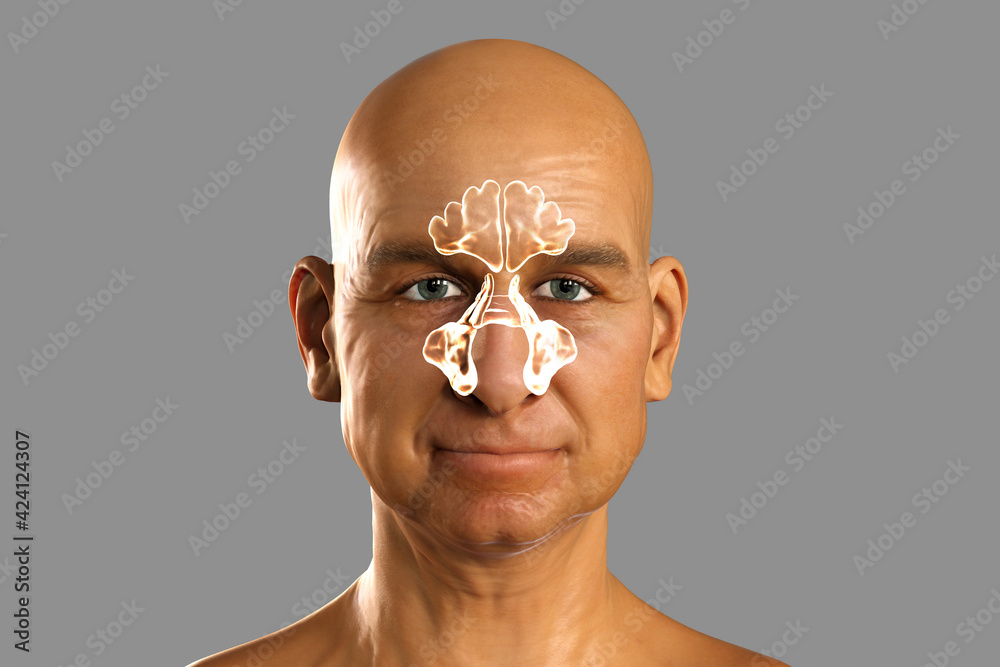 Anatomy of paranasal cavities, illustration showing paranasal sinuses ...
