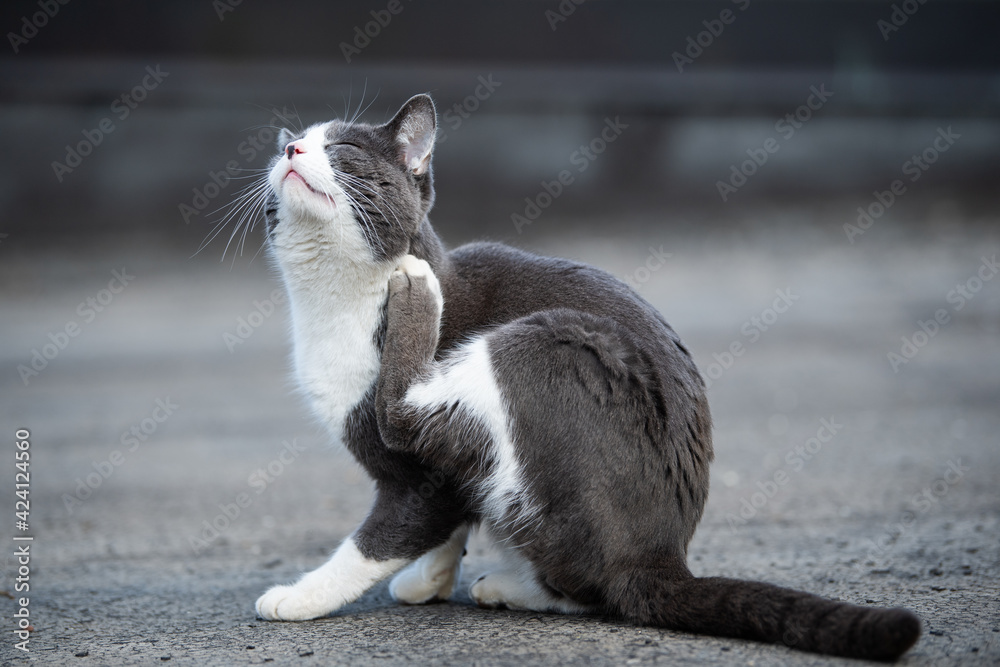 Cute cat sitting on a terrace and scratches with his back paw Stock ...
