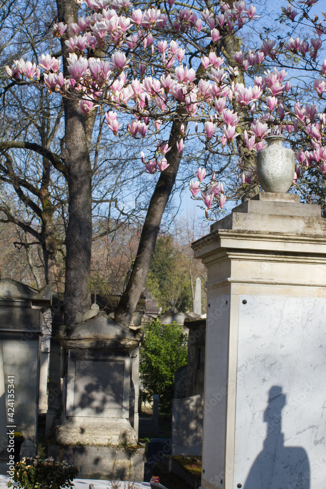trees and nature in cemetery - sunny daylight over ancient tombstones ...