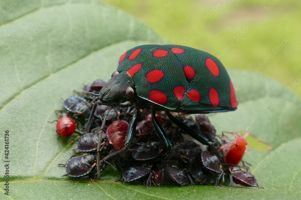 Bug Pachycoris torridus. Scutelleridae is a family of true bugs. Here ...