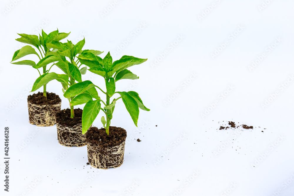 Bell pepper seedling with a well-developed root system on a white ...