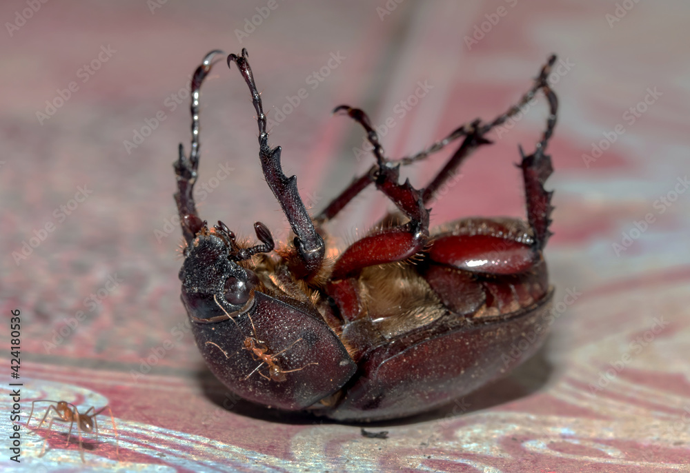 The Female Rhinoceros Beetle lying on the back with his legs up. The ...