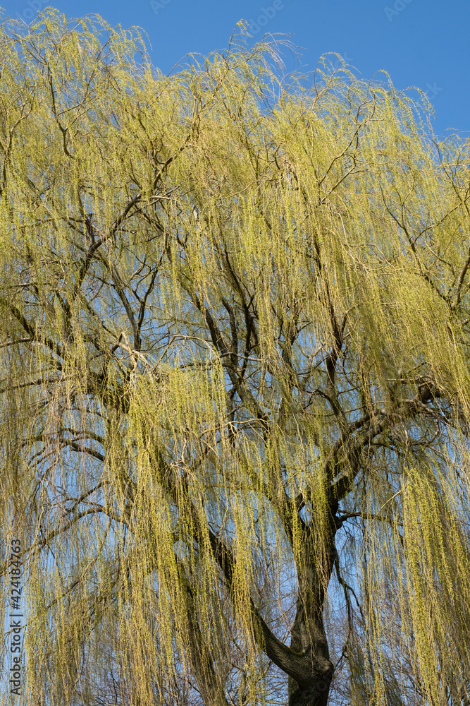 Salix babylonica (Babylon willow or weeping willow) tree with light ...