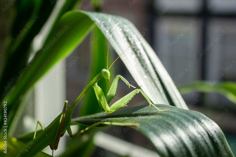 Giant Asian Mantis, or more scientifically Hierodula membranacea, is ...