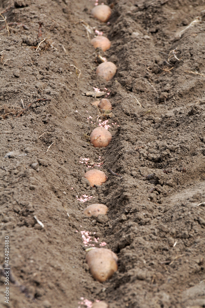 Seed potatoes are planted in rows in the soil before wrapping Stock ...