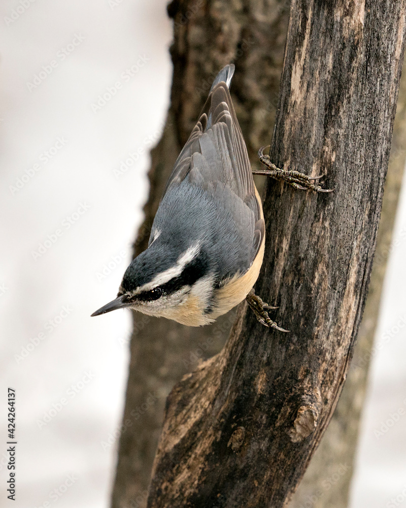 Nuthatch Stock Photos. Close-up profile view climbing on a tree trunk ...