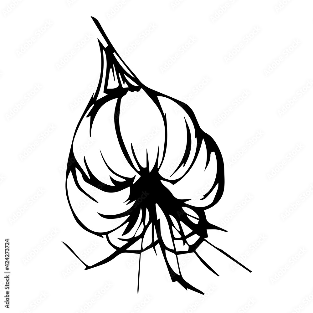 Hand drawing garlic illustration on white background. Garlic icon line ...