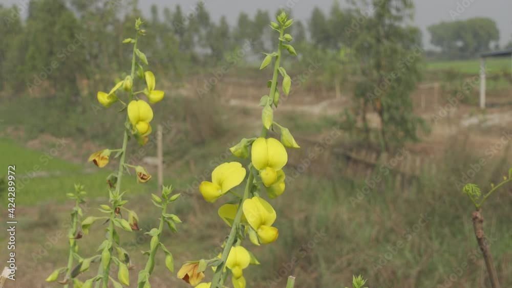 Yellow wild Lathyrus pratensis flowers bloom on the side of the highway ...