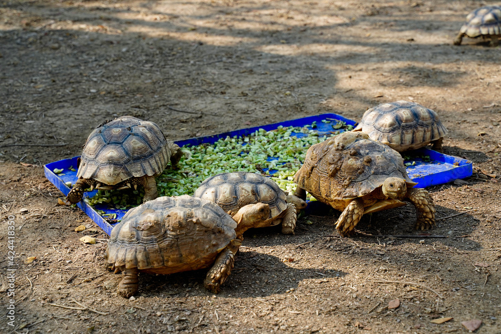 Many of giant turtles eating food inside Zoo's fence.Feeding turtoise ...