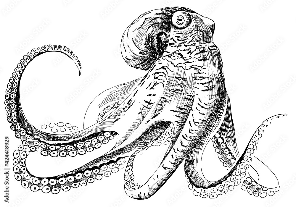 line drawing of octopus Stock Illustration | Adobe Stock