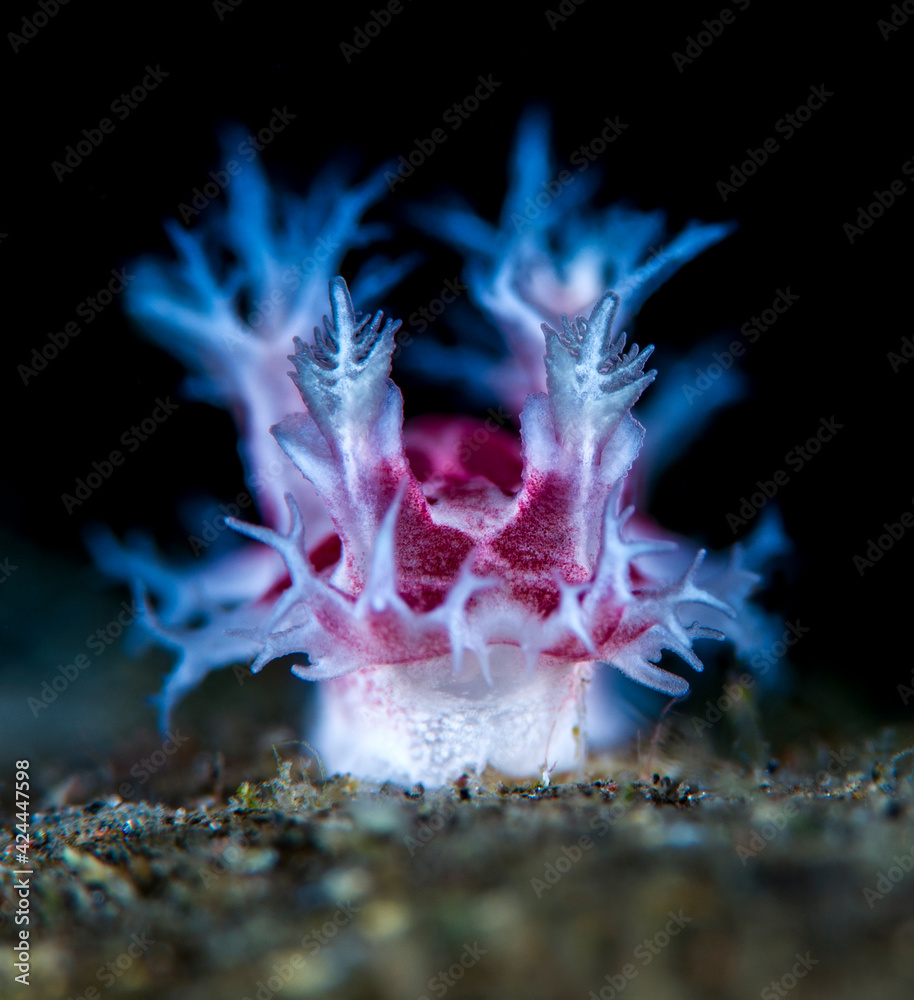 Tritonia sp. - sea slug. It is a super tiny underwater creature with a ...