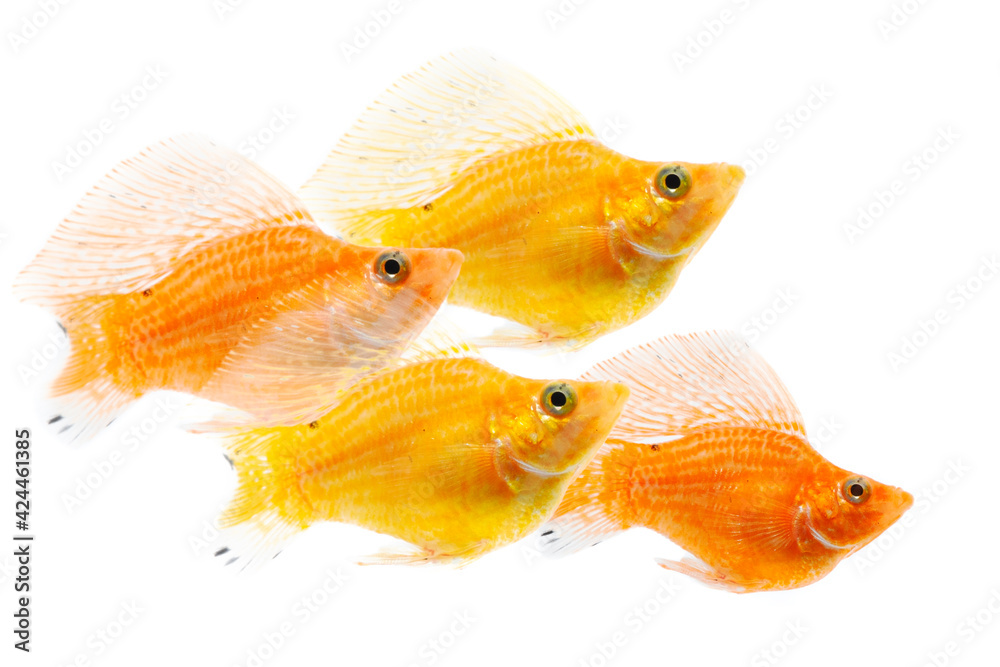 Molly freshwater fish swimming isolated on white background Stock Photo ...