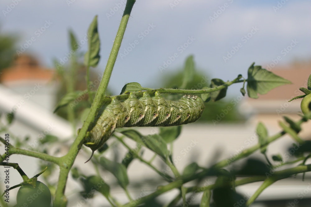 Foto de Hawk Moth Larva Tomato Hornworm Caterpillar on Tomato Plant ...