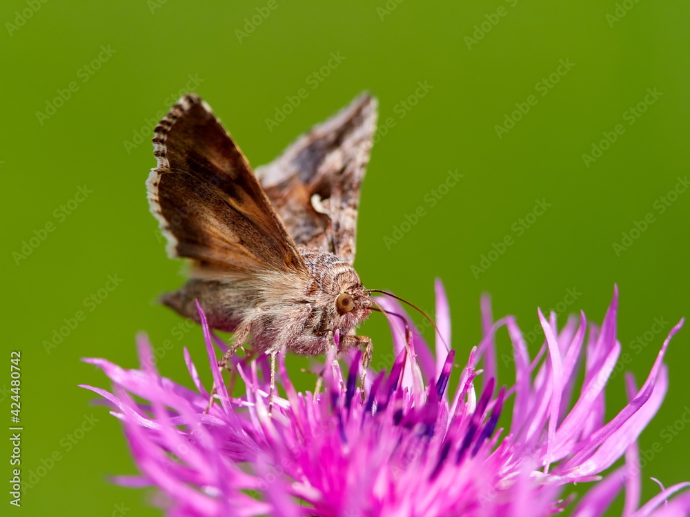 brown moth on beautiful purple blooming flower with green background ...