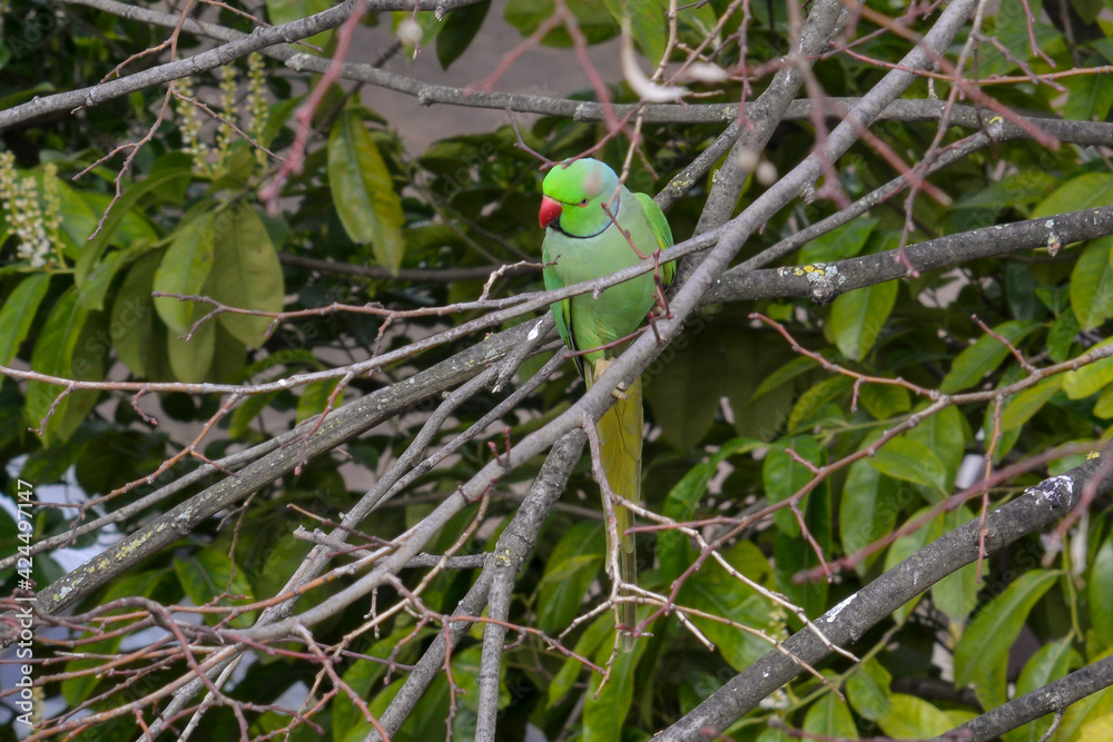 Perruche à collier,.Psittacula krameri, Rose ringed Parakeet Stock ...