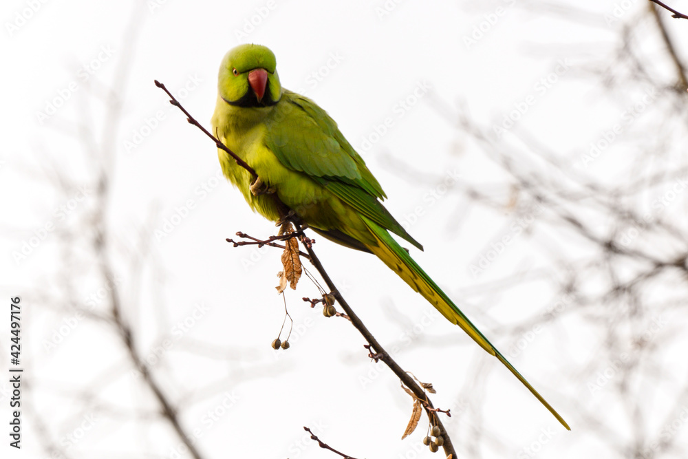 Perruche à collier,.Psittacula krameri, Rose ringed Parakeet Stock ...