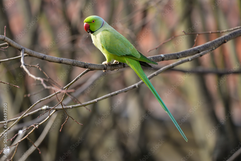Perruche à collier,.Psittacula krameri, Rose ringed Parakeet Stock ...