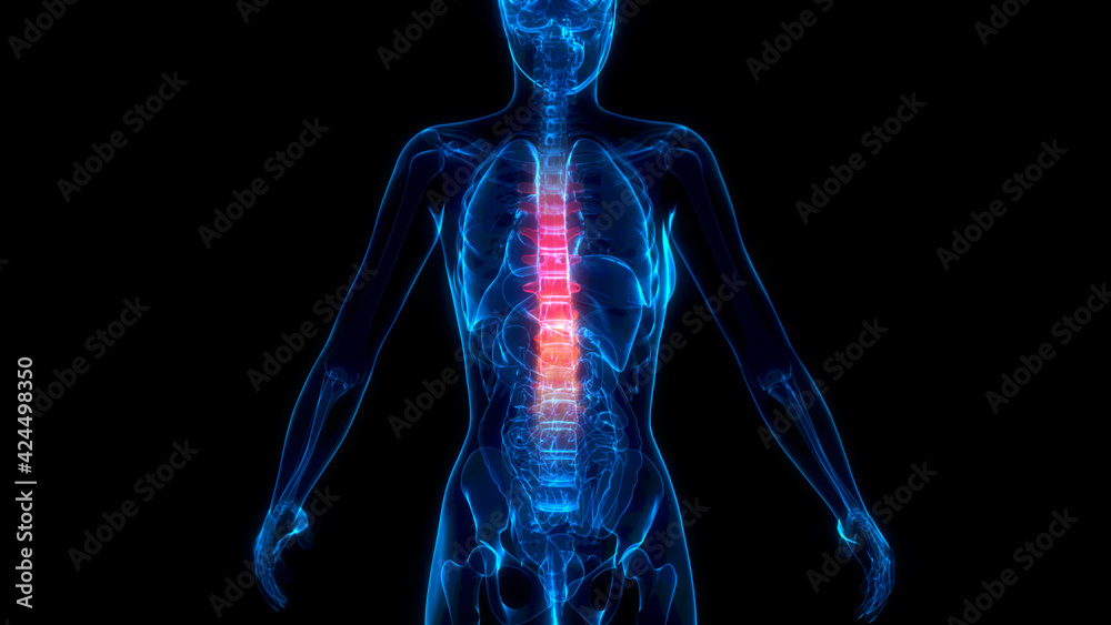 Thoracic, middle part of backbone on x-ray organism, healthcare 3d ...